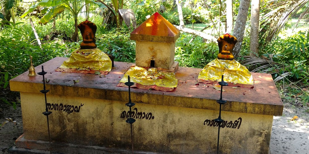 വിശ്വാസത്തോടെ പൂജിച്ചാൽ സർവ്വതും തരുന്ന നാഗദൈവങ്ങൾ, നാഗാരാധനയെ കുറിച്ച് ...